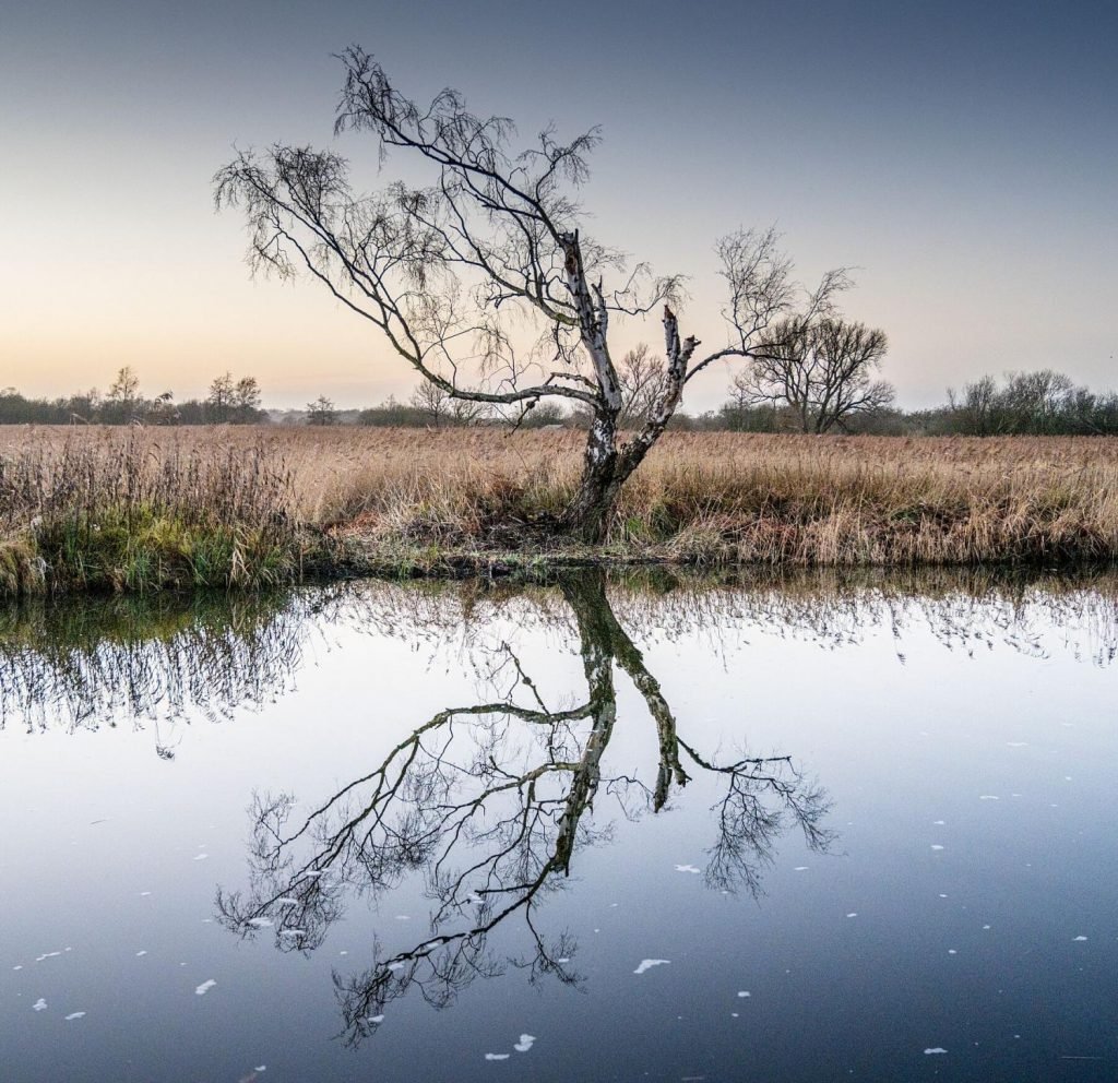 Tree Bank Square | Wayne Dibble Photography