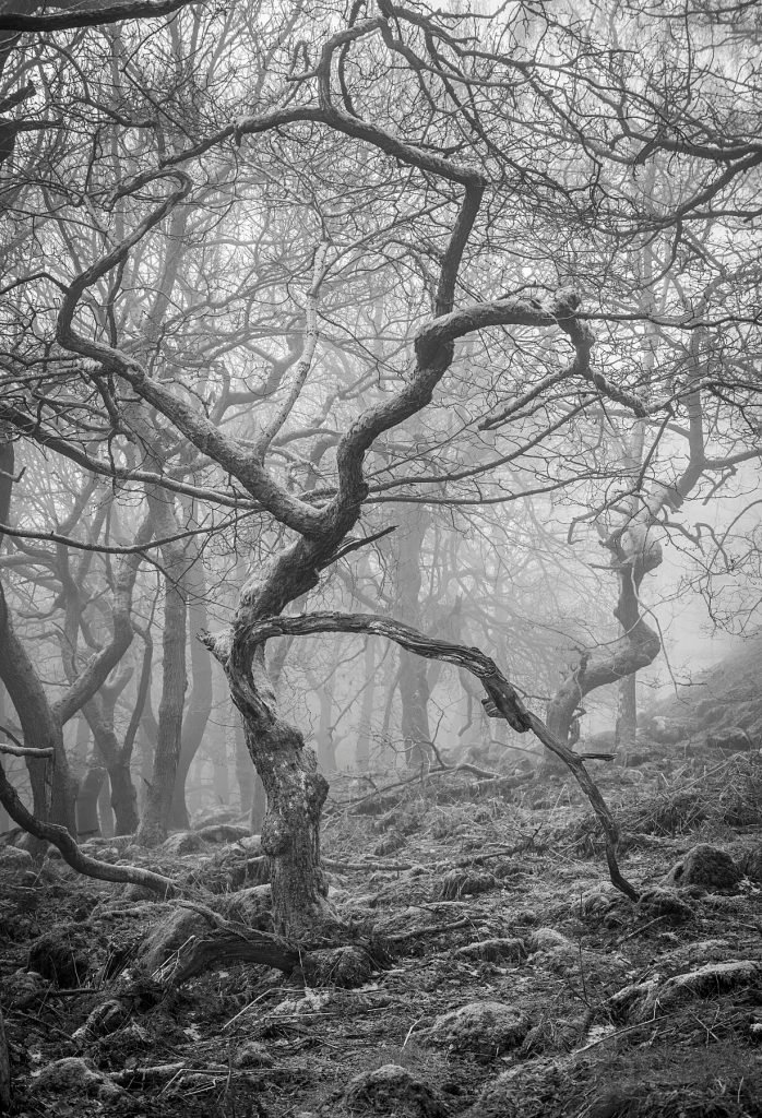 Padley Gorge - Gnarly Tree | Wayne Dibble Photography